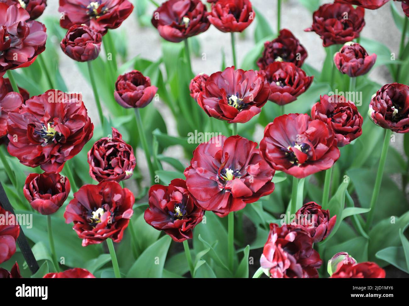 Tulipa palmyra hi-res stock photography and images - Alamy