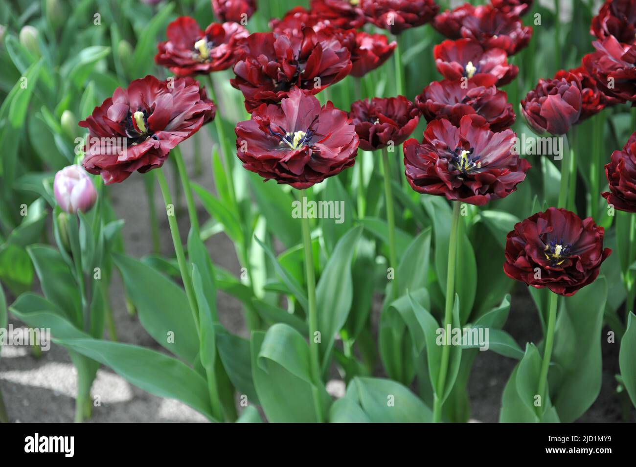 Dark red Double Early tulips (Tulipa) Palmyra bloom in a garden in ...