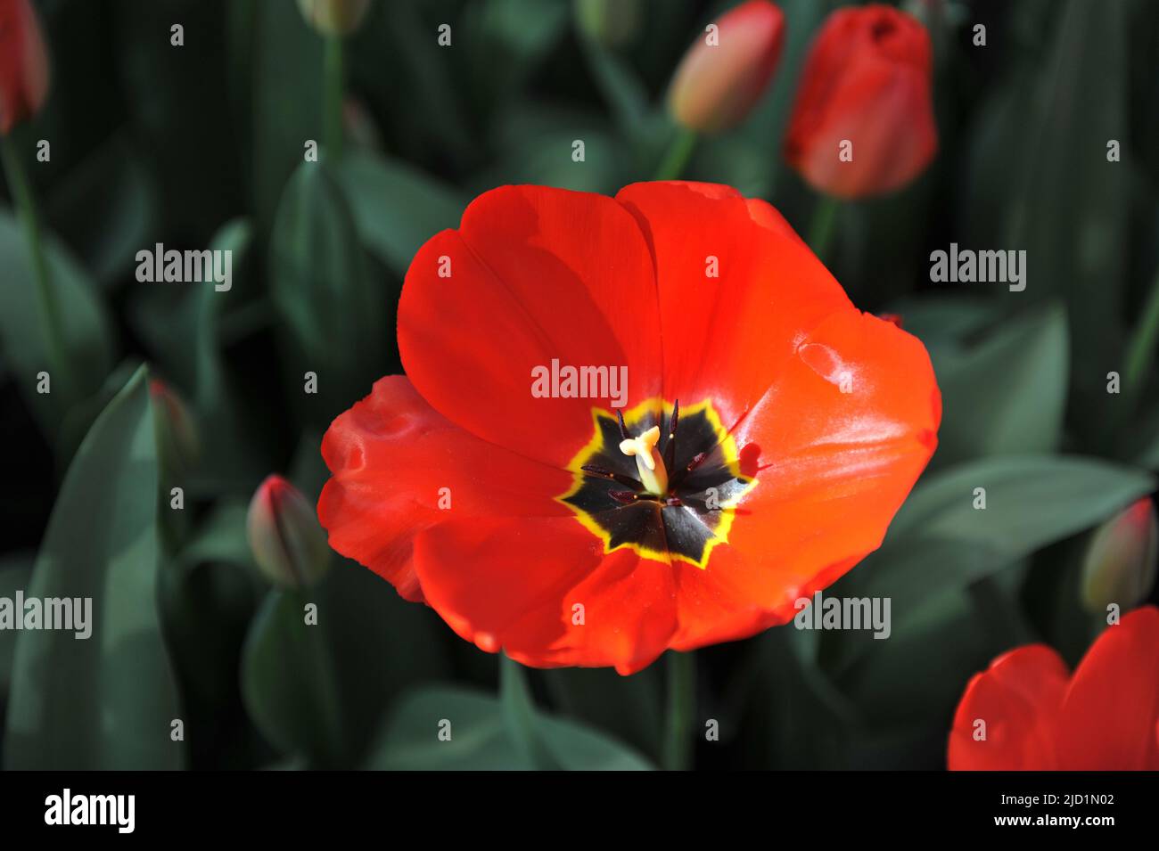 Tulips red parade hi-res stock photography and images - Alamy