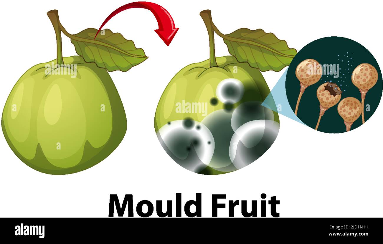 Inedible decomposed guava with mould illustration Stock Vector Image ...