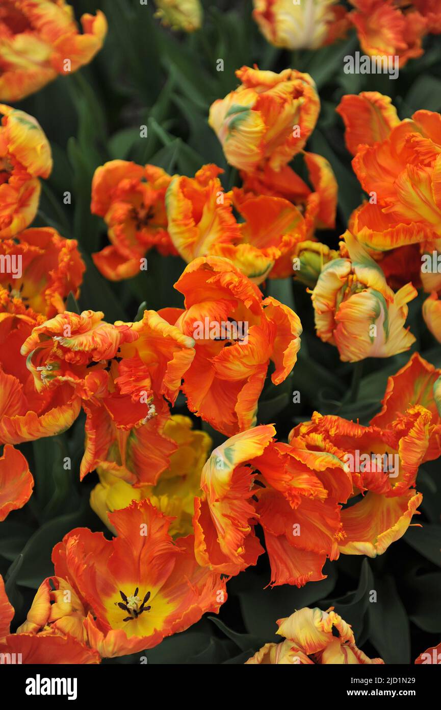 Orange-yellow tulips (Tulipa) Parrot King bloom in a garden in April ...