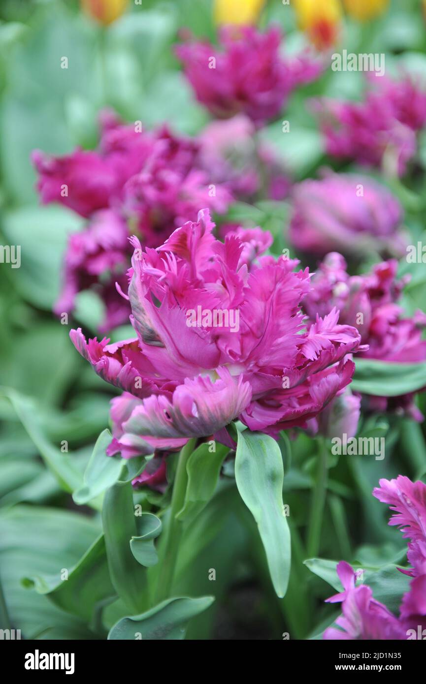 Purple tulips (Tulipa) Parrot Negrita bloom in a garden in April Stock ...