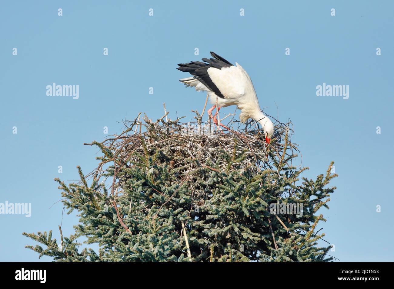 Single white stork building a nest in a treetop under a blue sky ...