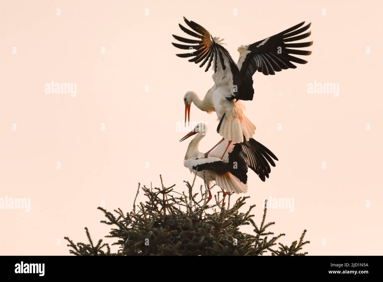 White stork in flight landing hi-res stock photography and images - Alamy