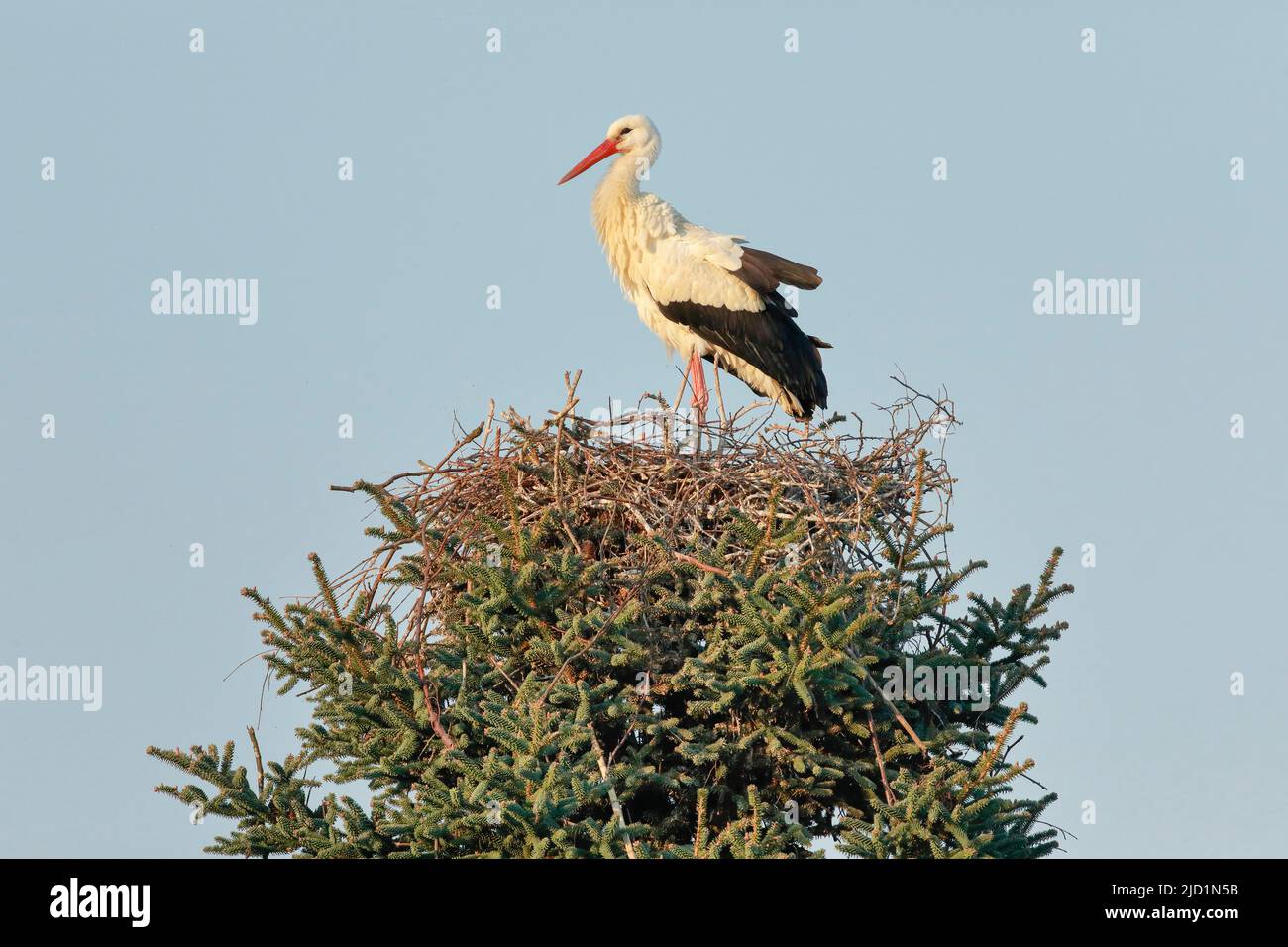 Single white stork standing in the nest in the middle of the treetop of ...