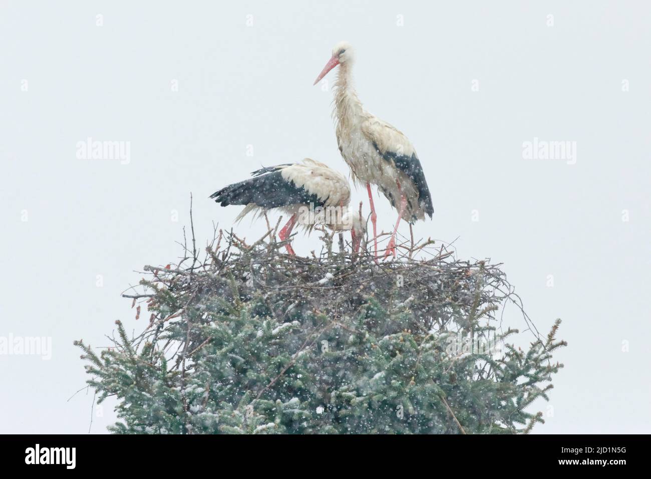 Stork pair hi-res stock photography and images - Alamy