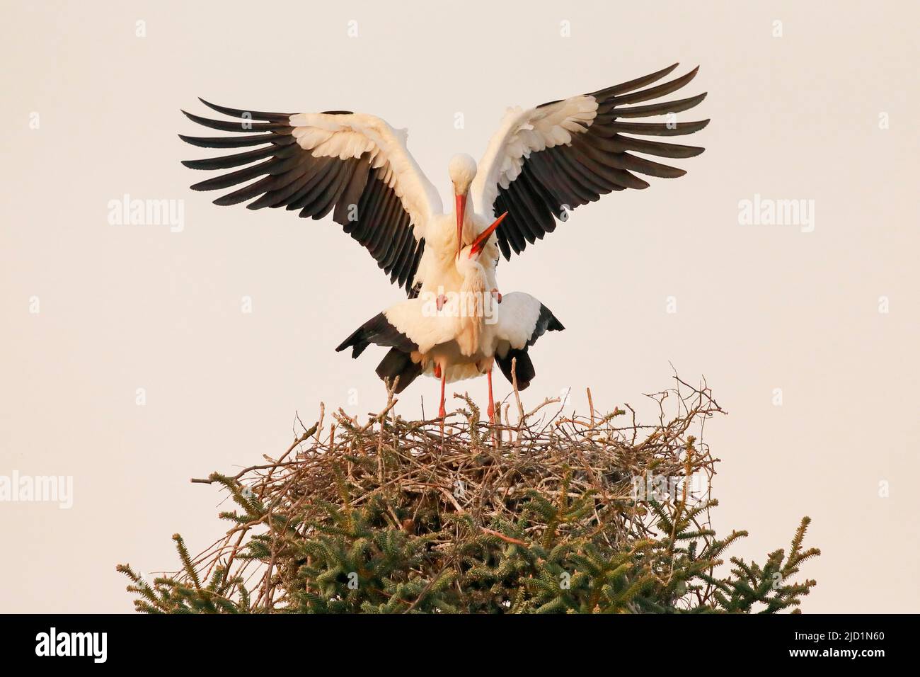 In the warm light of dusk, male white stork stands with wings spread on ...