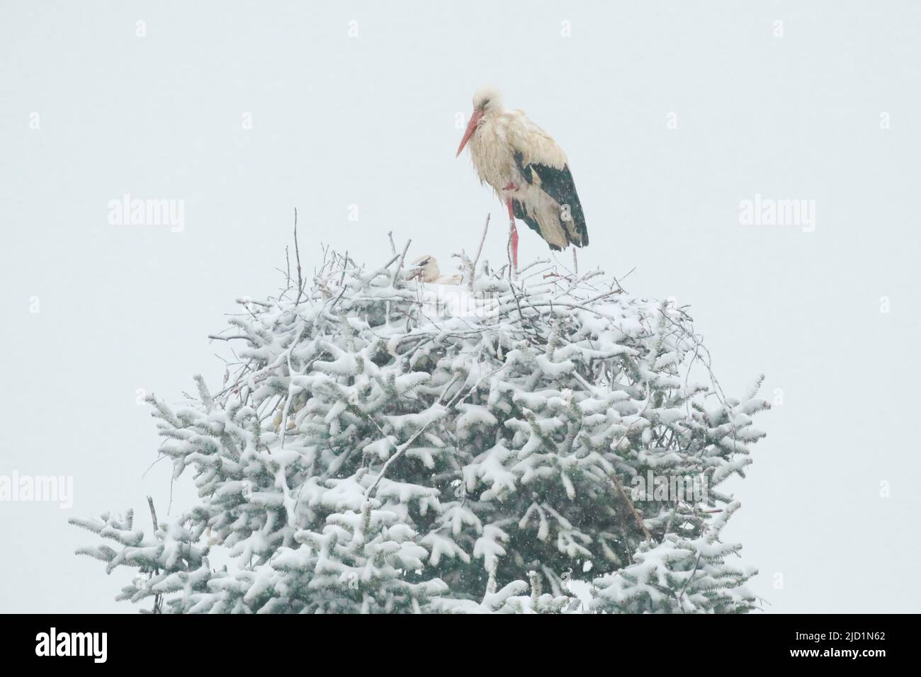 Pair of white storks in the midst of a snowstorm in their nest during ...