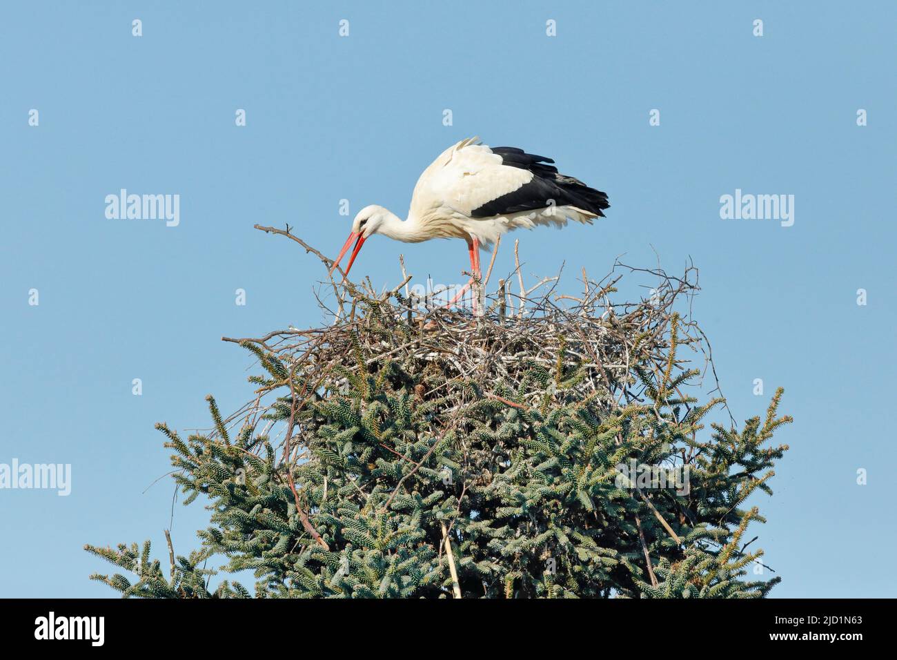 Single white stork building a nest in a treetop under a blue sky ...
