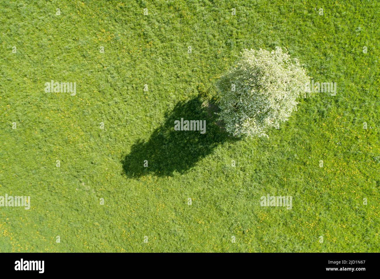 Aerial view tree growing on hi-res stock photography and images - Alamy