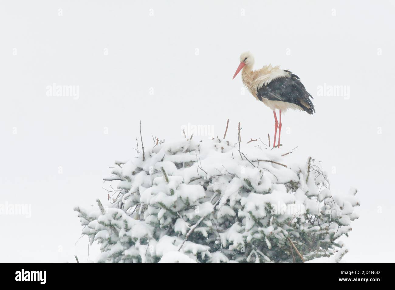 Pair of white storks in the middle of a snowstorm in their nest during ...