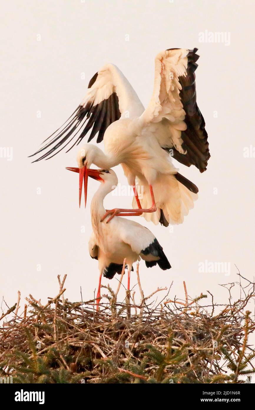In the warm light of dusk, male white stork stands with wings spread on ...