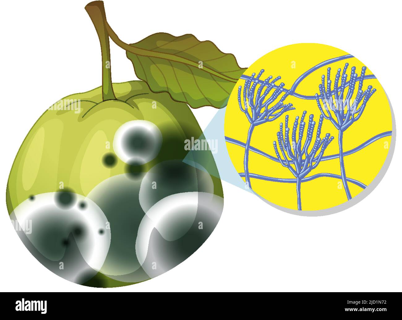 Inedible decomposed guava with mould illustration Stock Vector Image ...