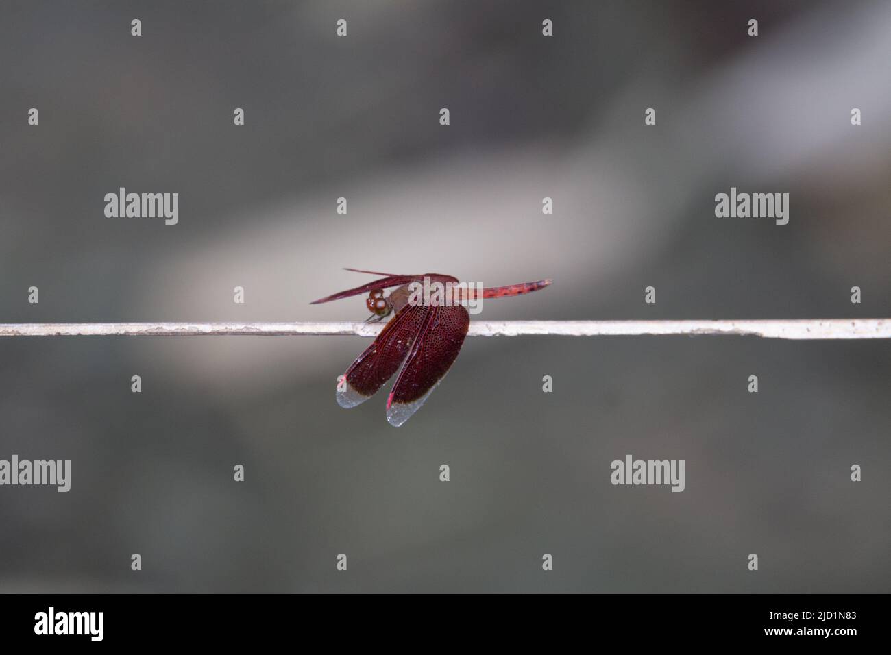 ruby red dragonfly resting on a wire with a natural grey background ...
