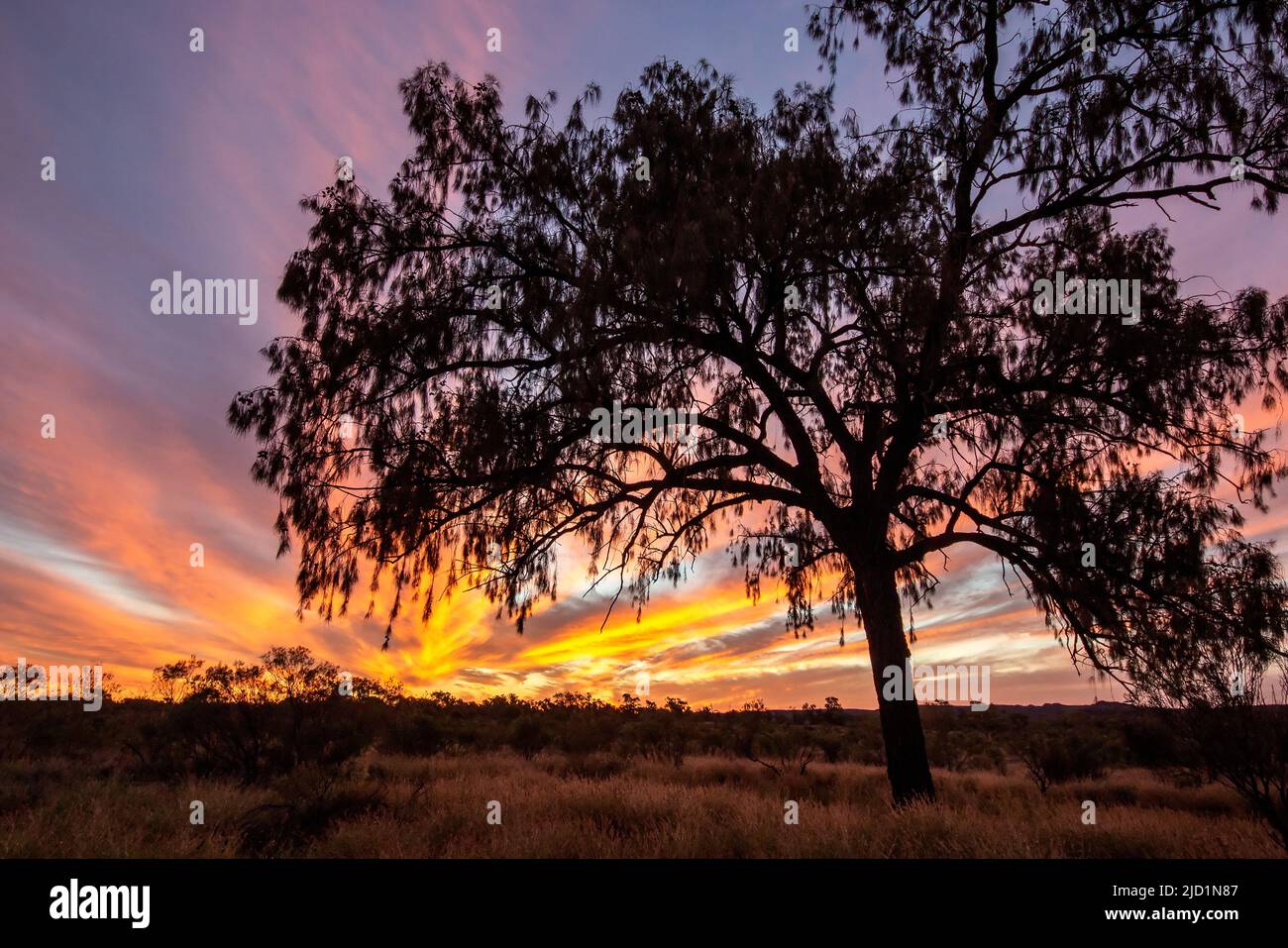 Australian Desert Oak at sunset Stock Photo - Alamy