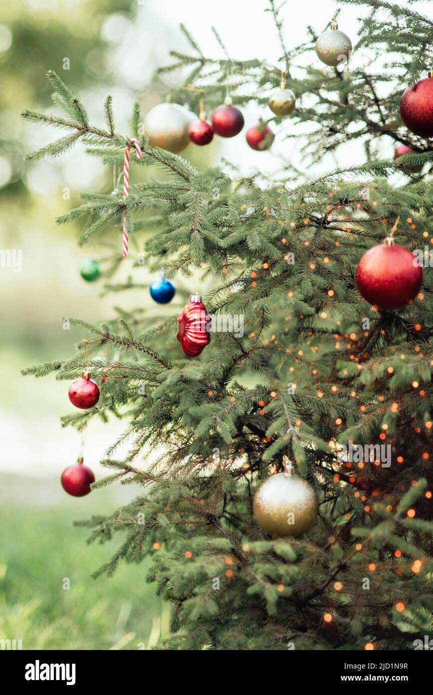 Decorated Christmas tree in pine park. Merry Christmas. New year card ...