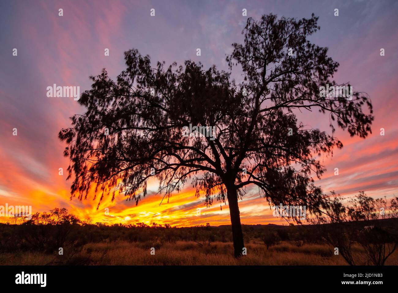 Australian Desert Oak at sunset Stock Photo - Alamy