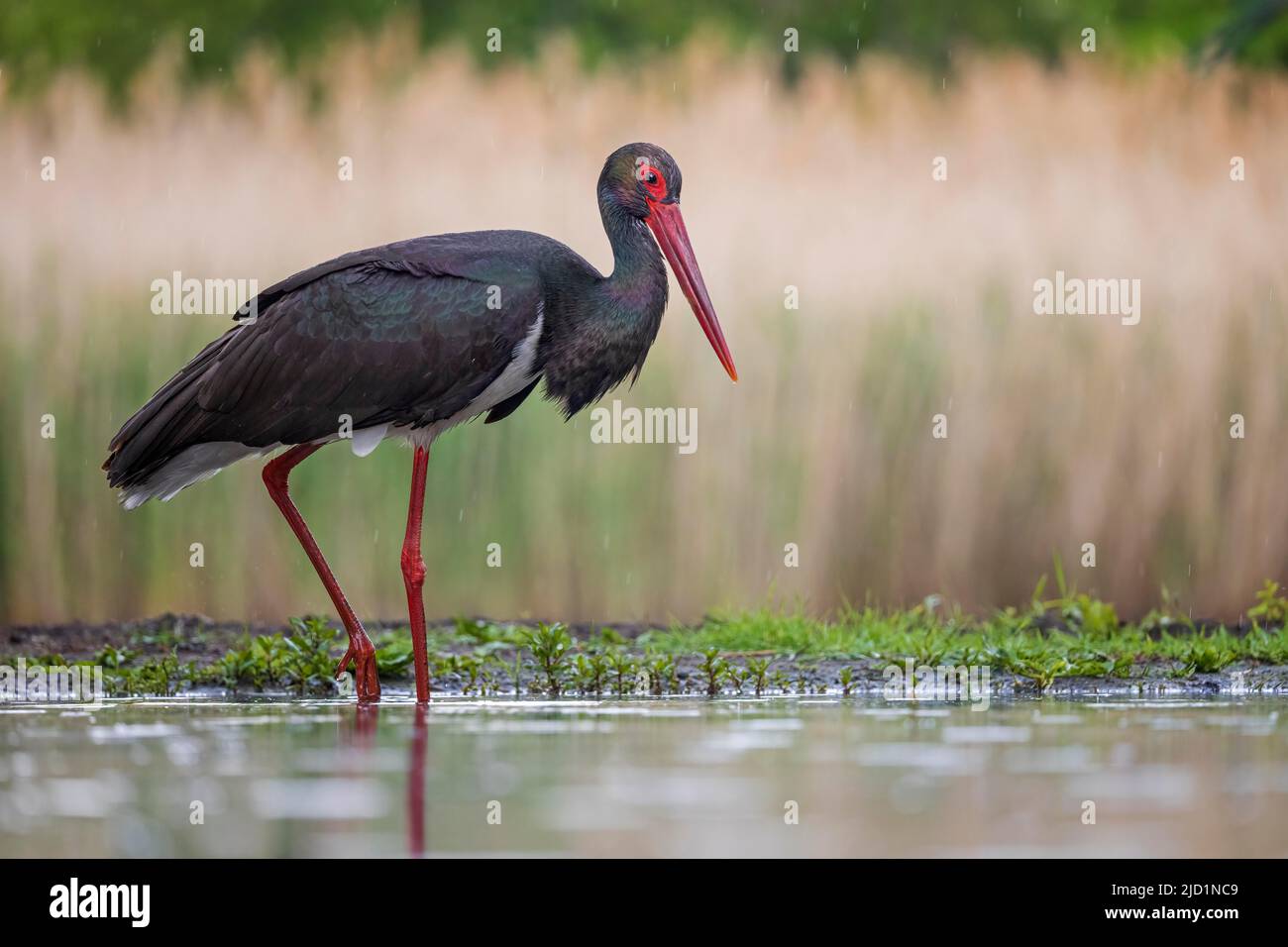 Black Stork (Ciconia nigra) Old bird at the edge of a shallow water ...