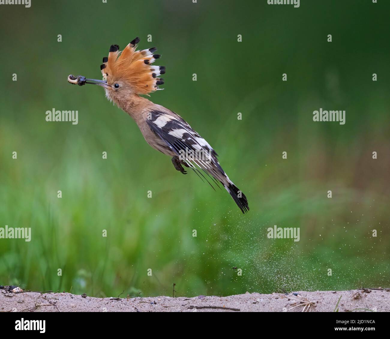 Hoopoe (Upupa epops) with beetle larvae as food, flying, Bird of the ...