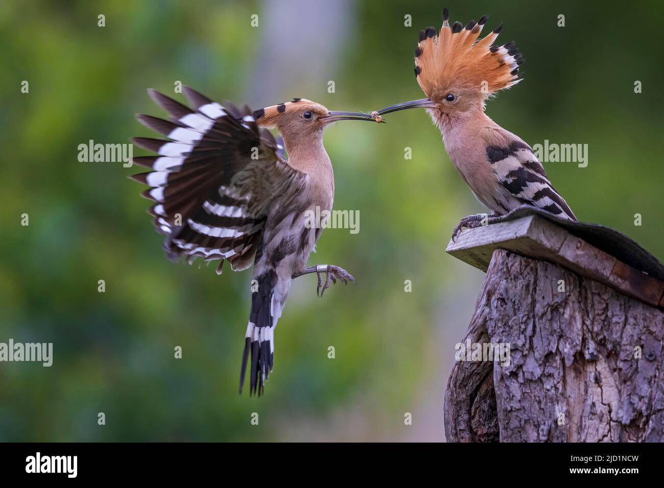 Hoopoe (Upupa epops) male and female handing over food at breeding ...