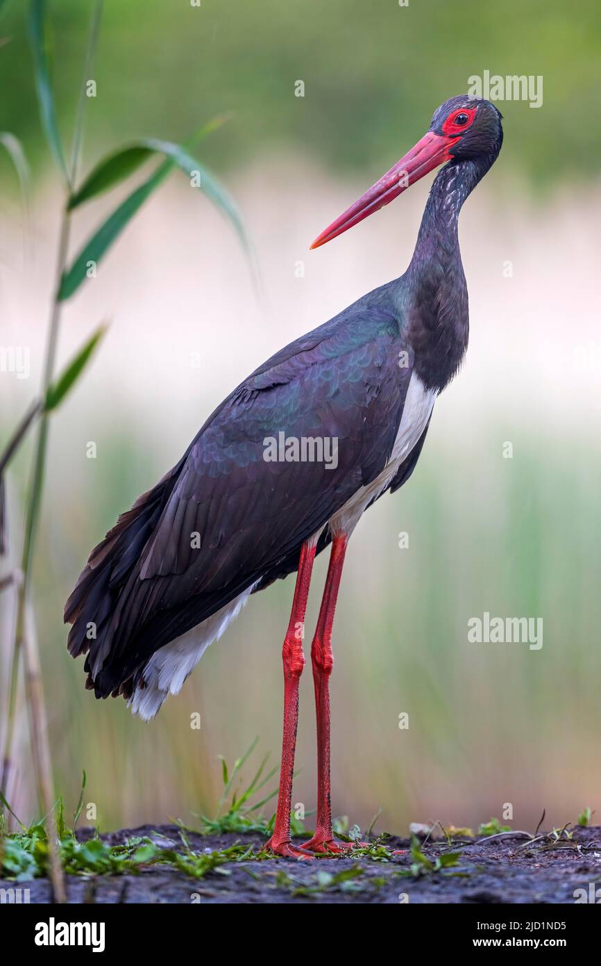 Black Stork (Ciconia nigra) Old bird at the edge of a shallow water ...