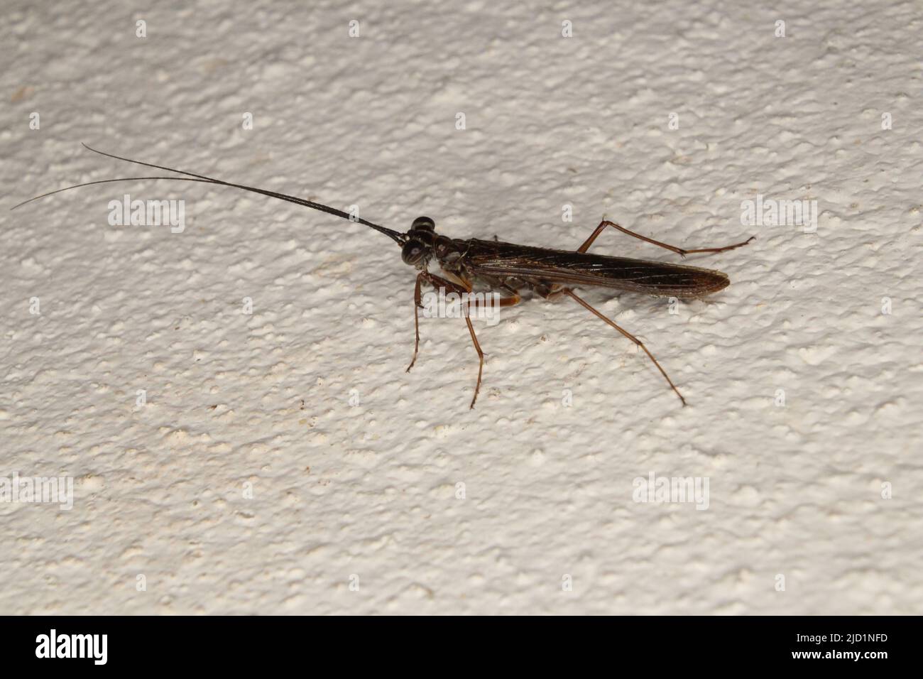 small Praying Mantis from the jungles of Belize, Central America ...