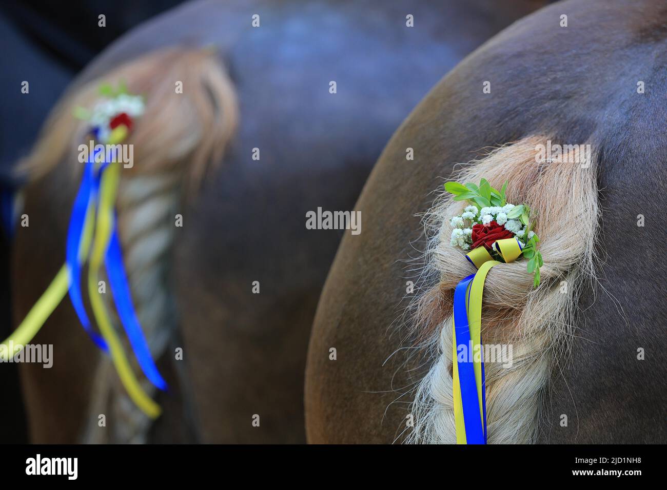 Blood ride, equestrian procession, horses, jewellery on the horse's ...