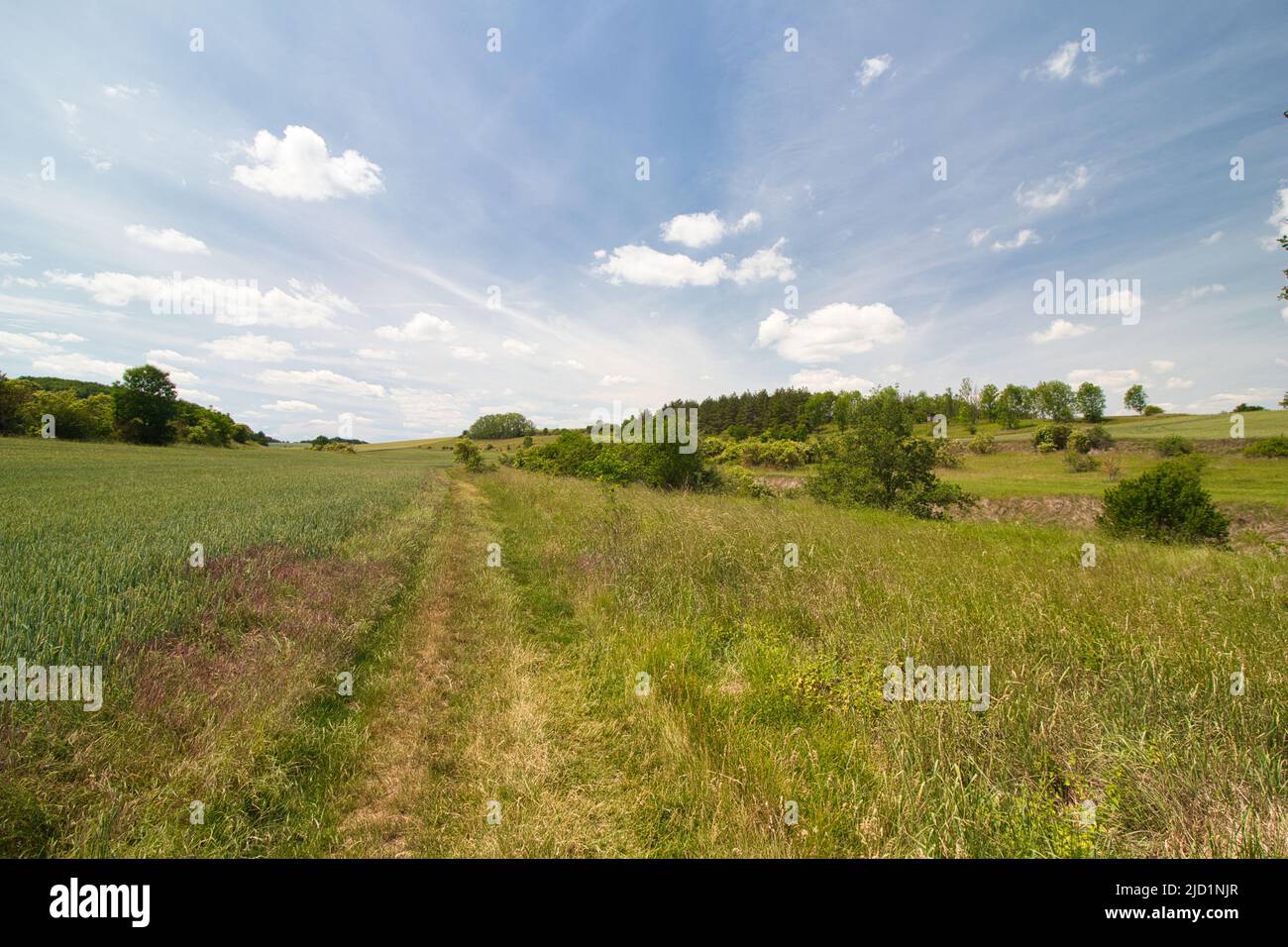 A dusty path around field in spring day under blue sky with clouds ...