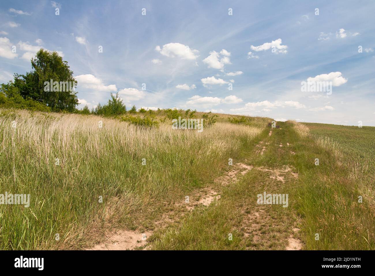 A dusty path to hill between grain fields in spring day Stock Photo - Alamy