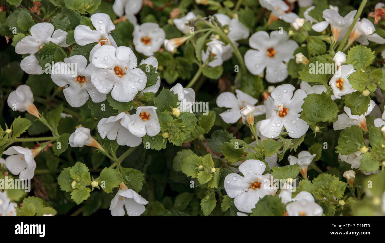 Bacopa monnieri herb plant and flower, known from Ayurveda as Brahmi ...