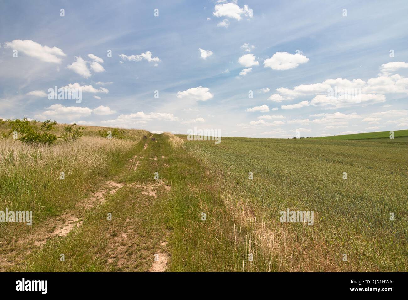 A dusty path to hill between grain fields in spring day Stock Photo - Alamy