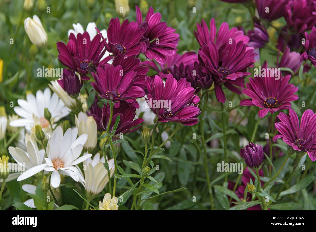 Beautiful flowering bush of Osteospermum. The magenta-lilac color petal ...