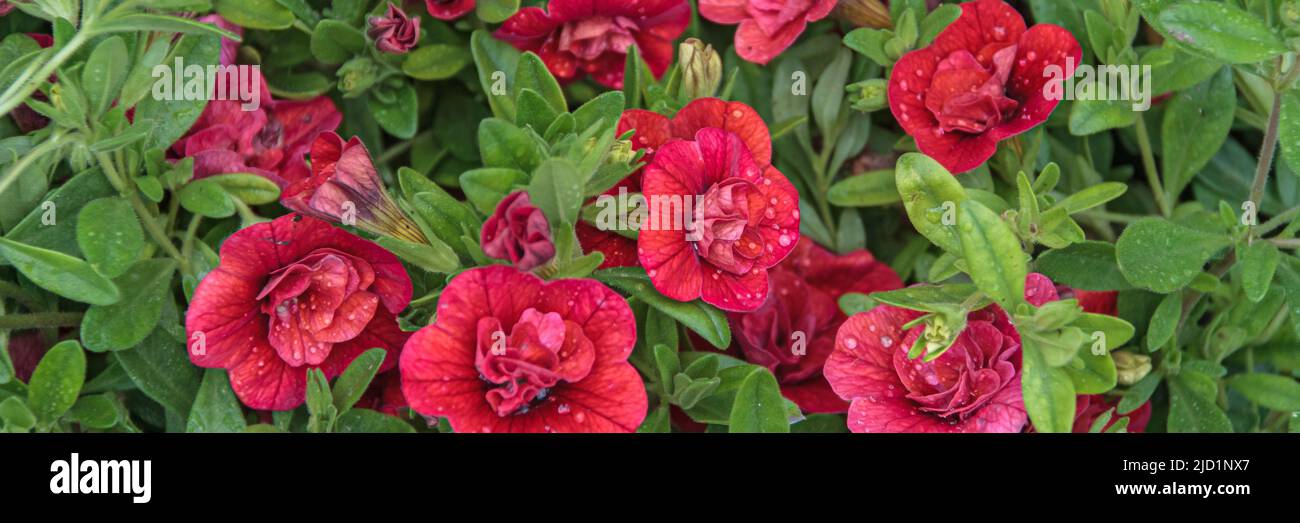 Calibrachoa. Bright summer flower to decorate a balcony or patio. Many ...