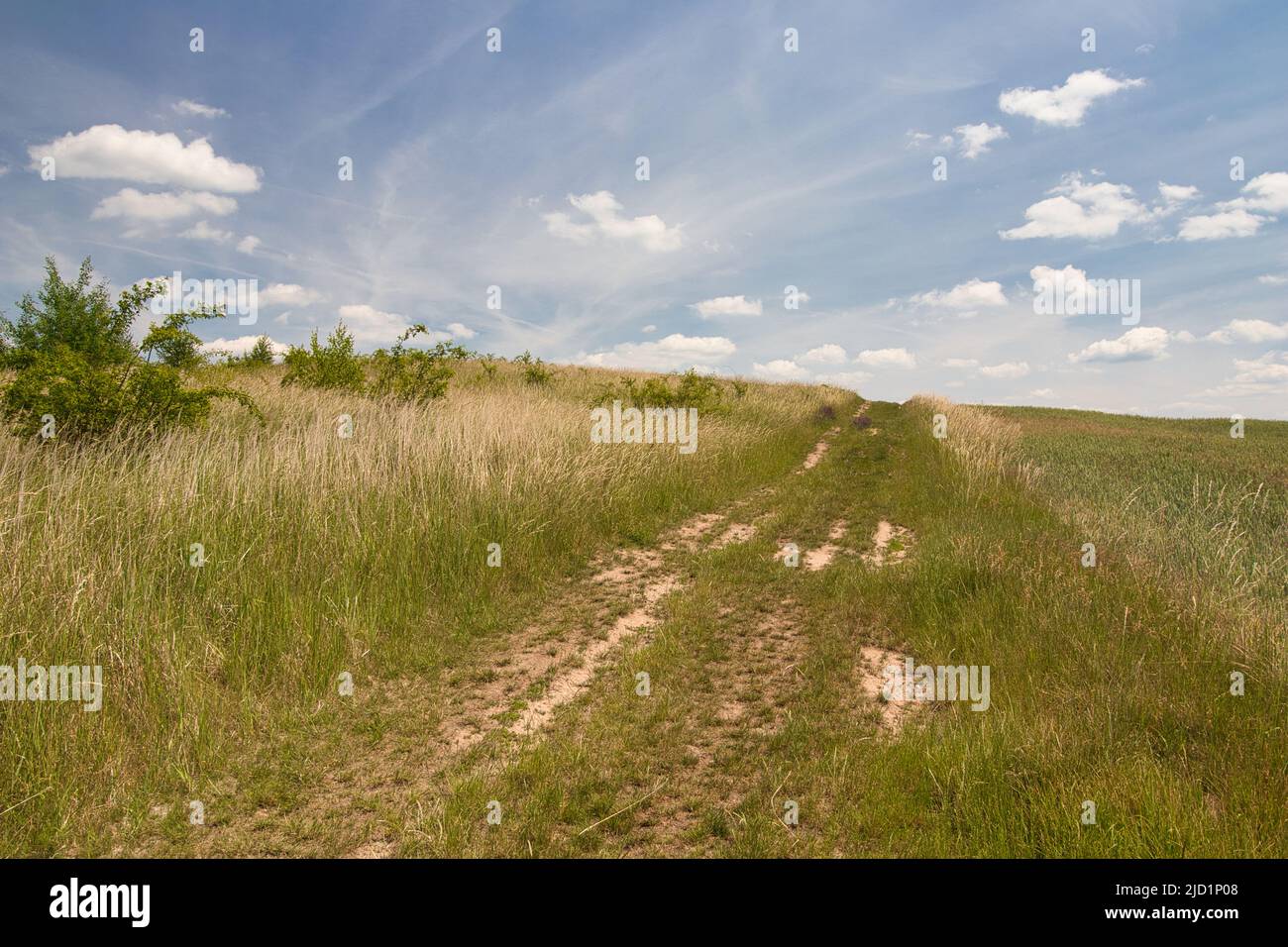 A dusty path to hill between grain fields in spring day Stock Photo - Alamy