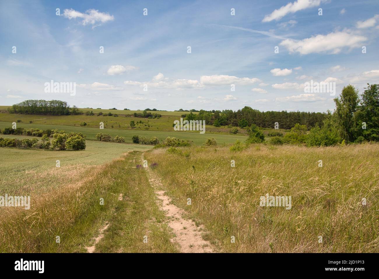 A dusty path to small walley between grain fields in spring day under ...