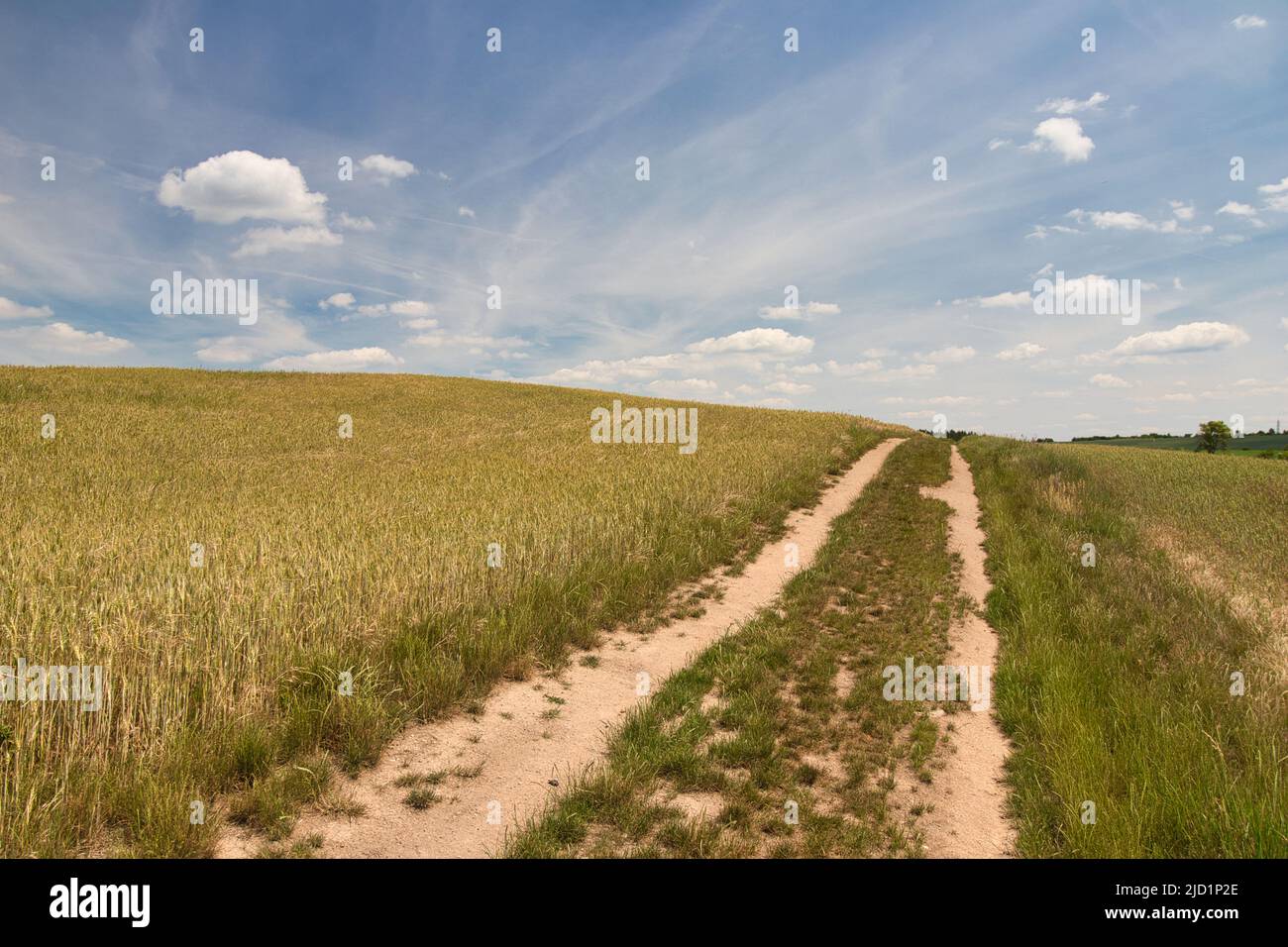 A dusty path to hill between grain fields in spring day Stock Photo - Alamy