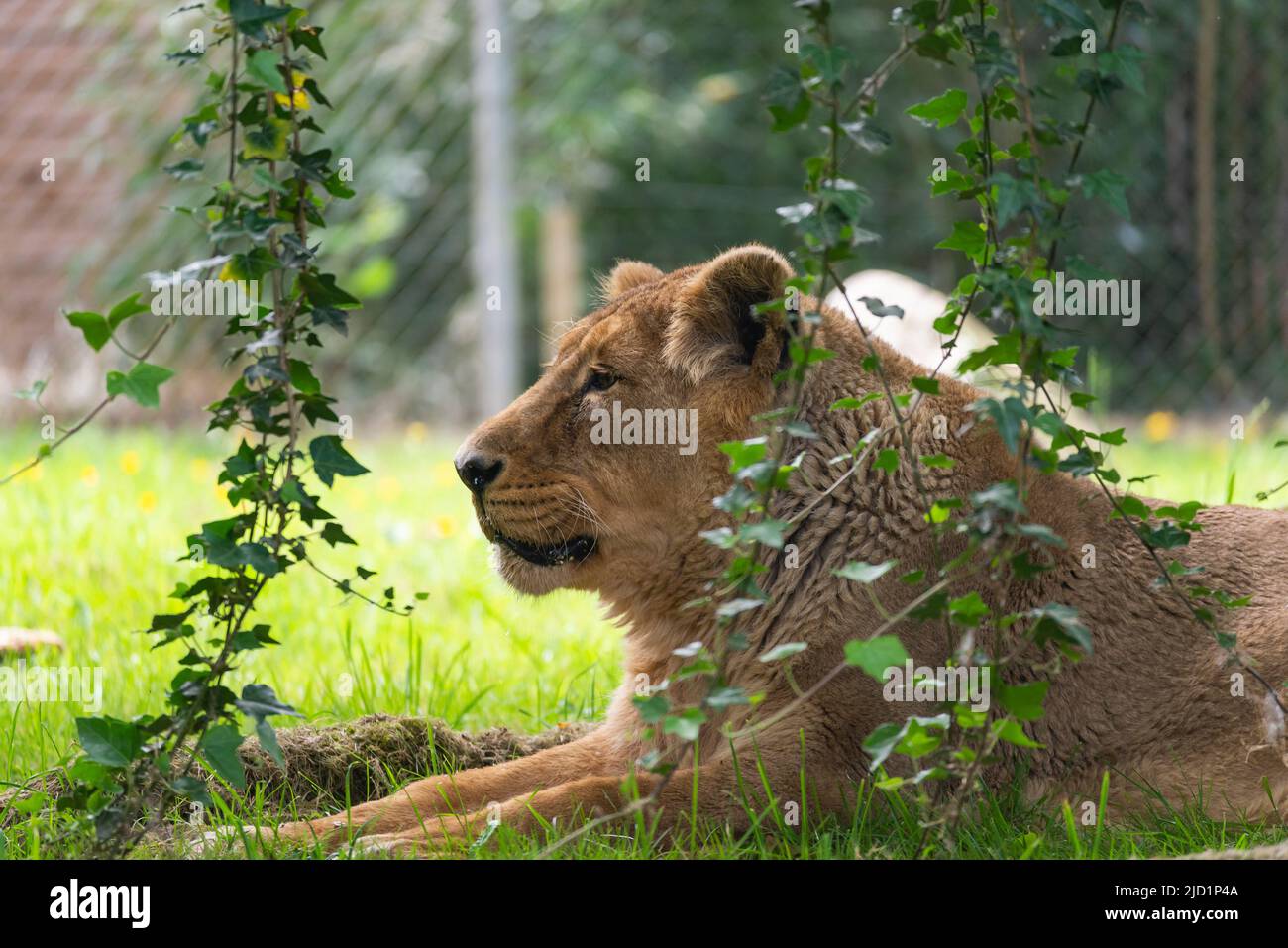 The Lioness of Asia, a pretty old lady. Beauty of nature. Conservation ...