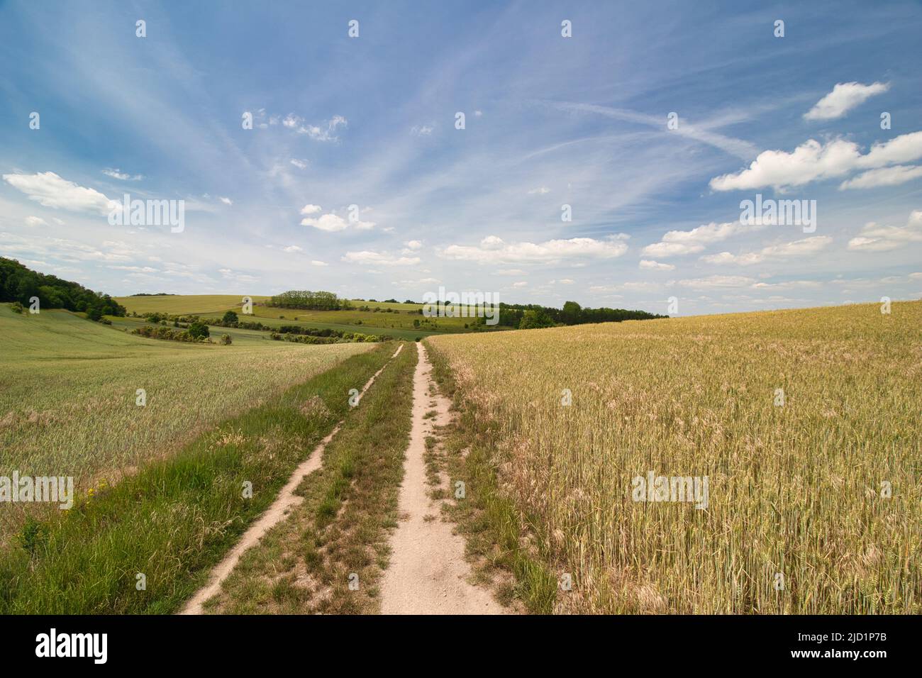 A dusty path to small walley between grain fields in spring day under ...