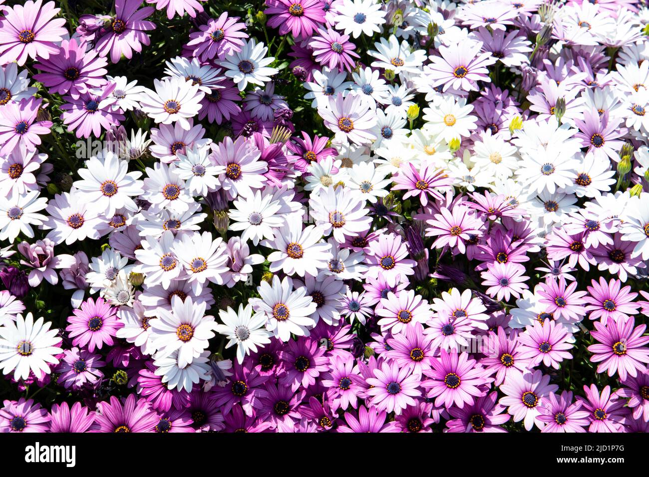 Spring has sprung- flowers in bloom Stock Photo - Alamy