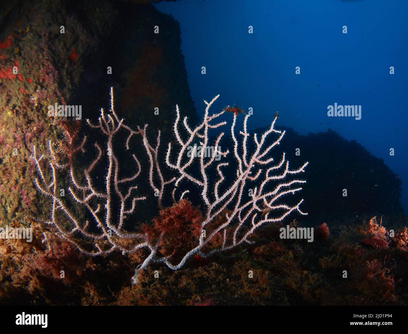 Underwater Mediterranean scene with rocks, corals and seaweed in a ...