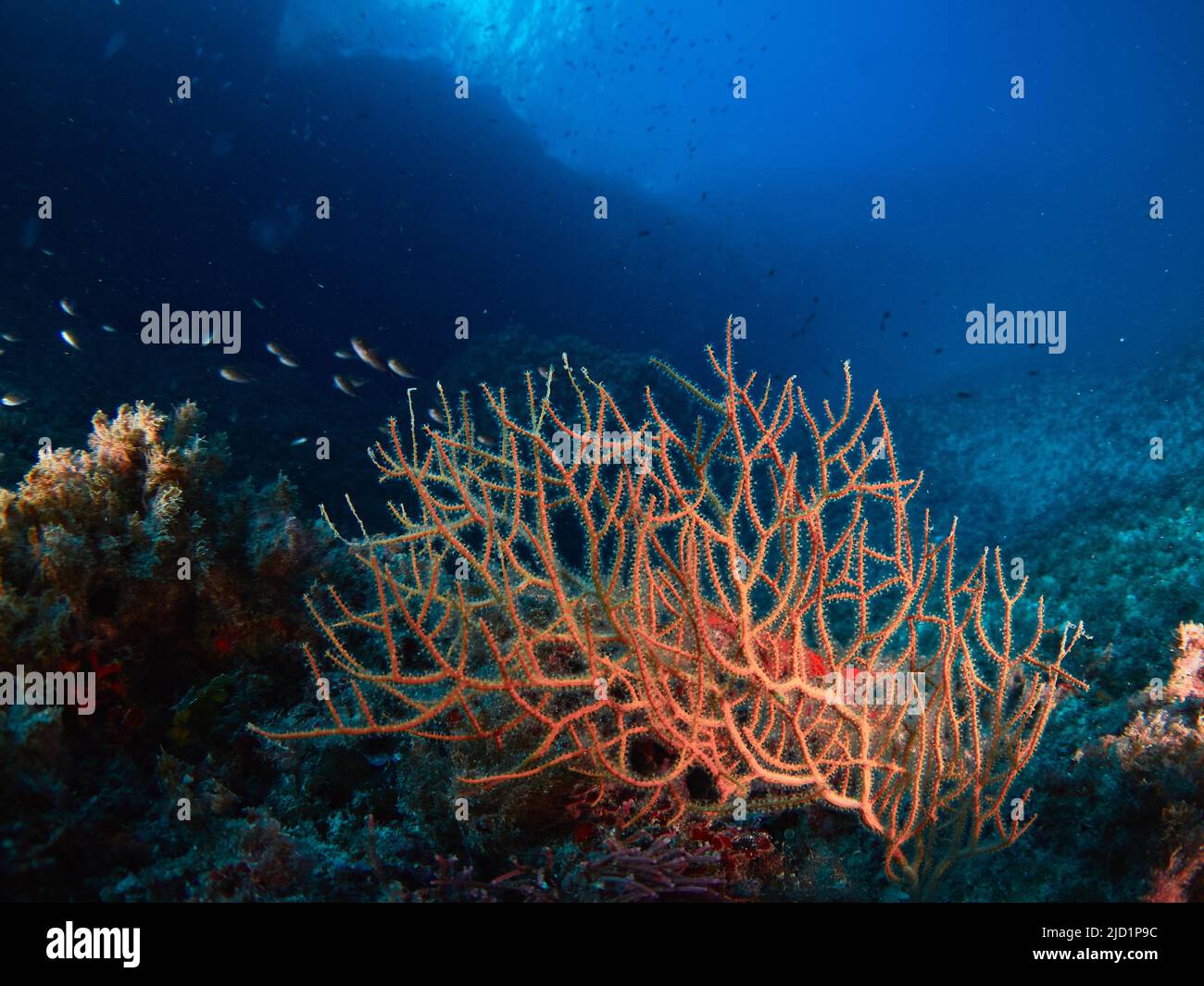 Underwater rocks seaweed scene in hi-res stock photography and images ...
