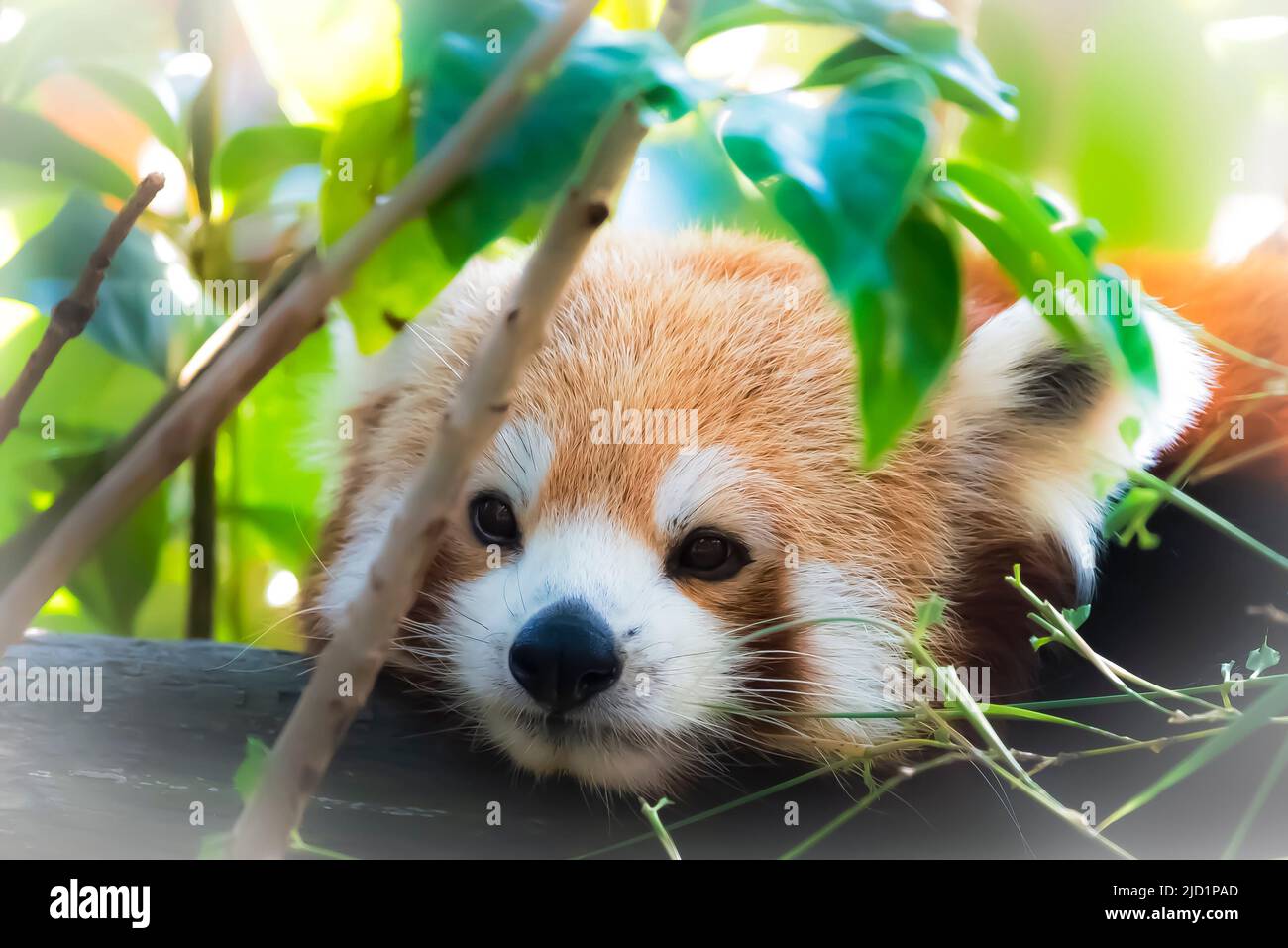 The red panda rests on its branch. Animal in danger and to be protected ...