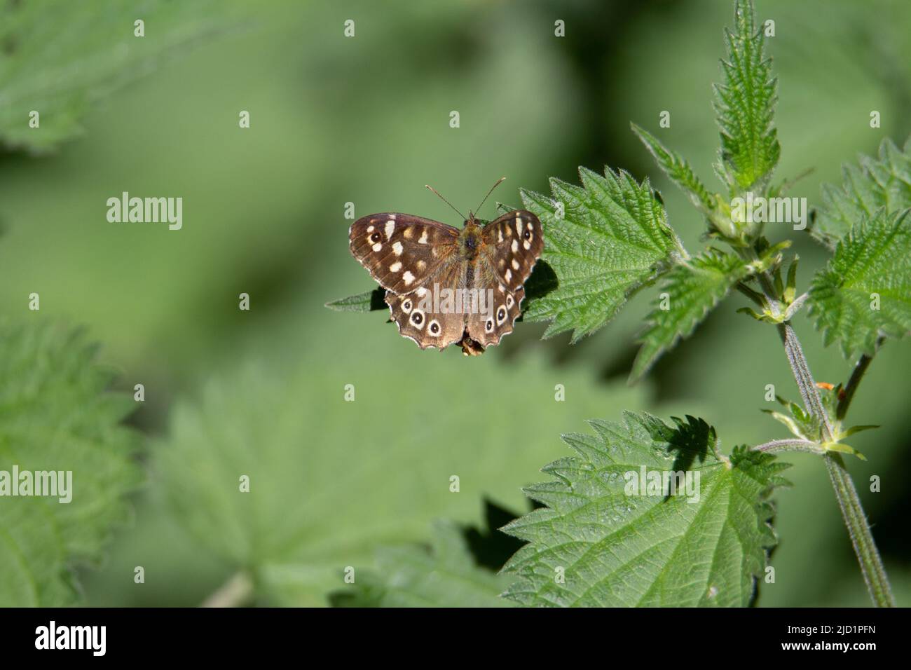 Speckled wood (Pararge aegeria) speckled wood butterfly resting on a ...