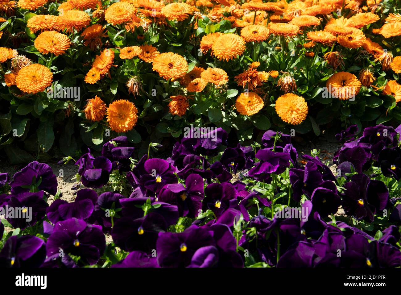 Spring had sprung hi-res stock photography and images - Alamy