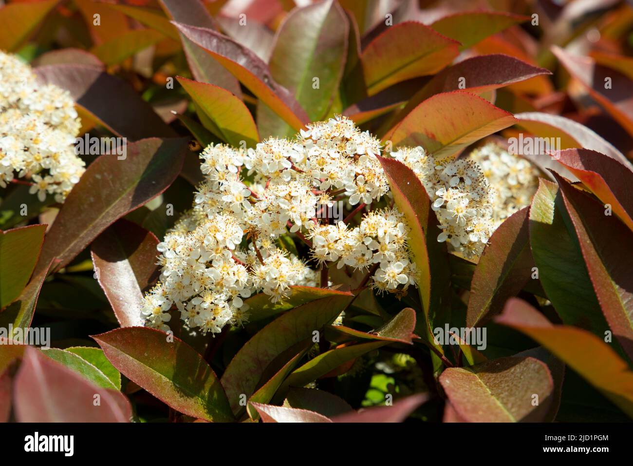 Spring had sprung hi-res stock photography and images - Alamy