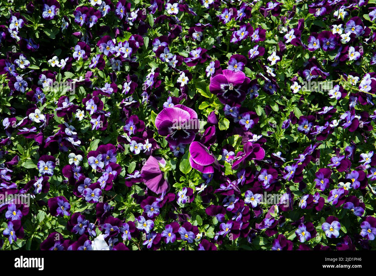 Spring has sprung- flowers in bloom Stock Photo - Alamy