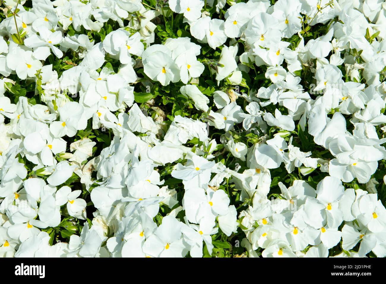 Spring has sprung- flowers in bloom Stock Photo - Alamy