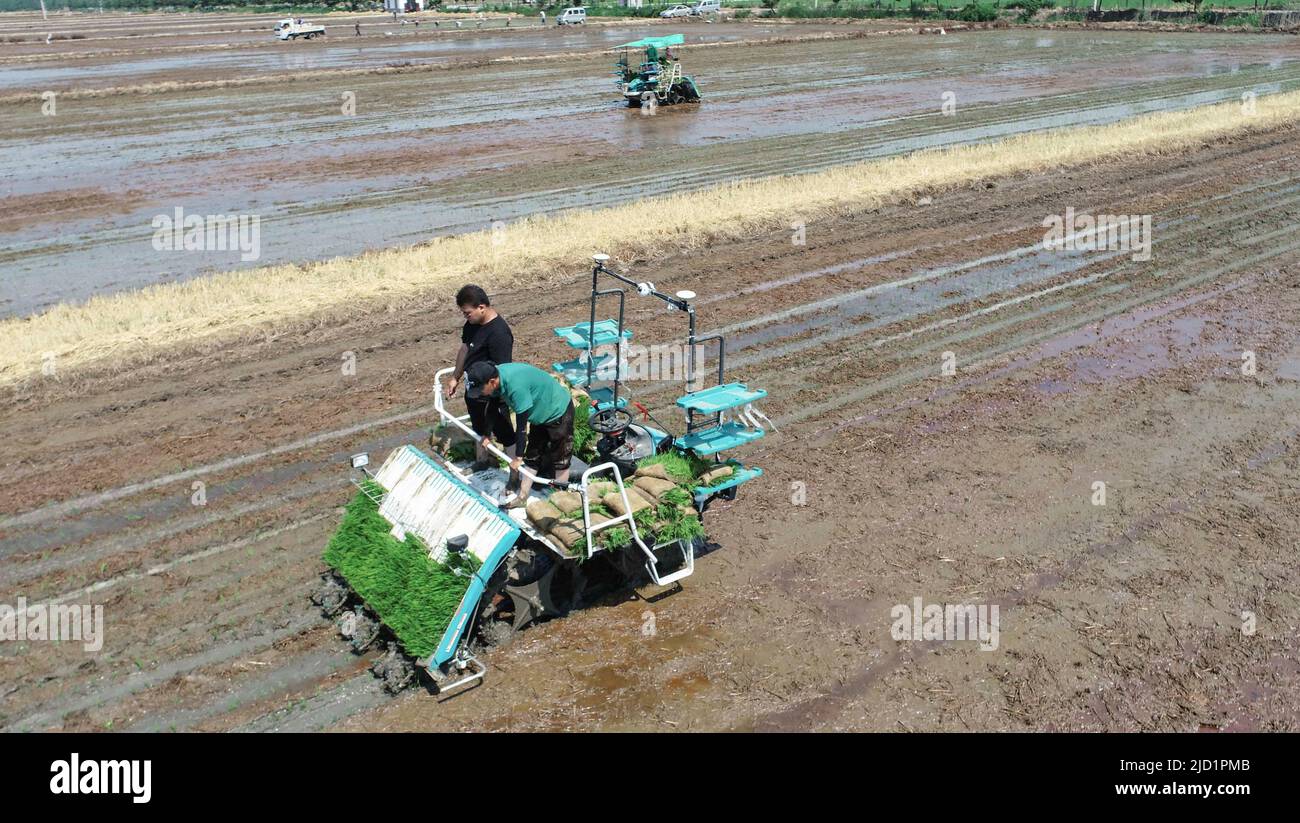 Transplanter plant rice hi-res stock photography and images - Alamy