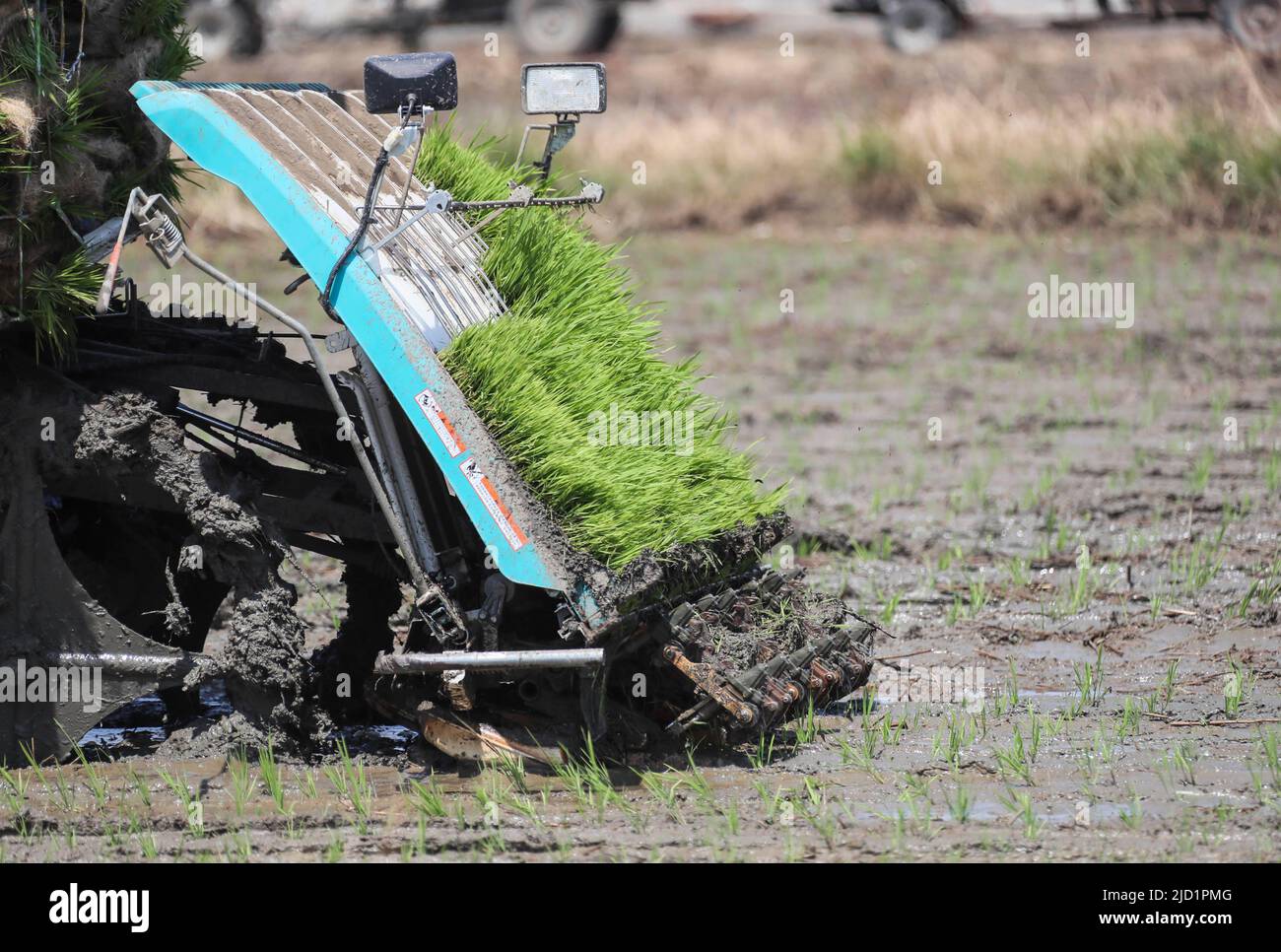 Transplanter plant rice hi-res stock photography and images - Alamy