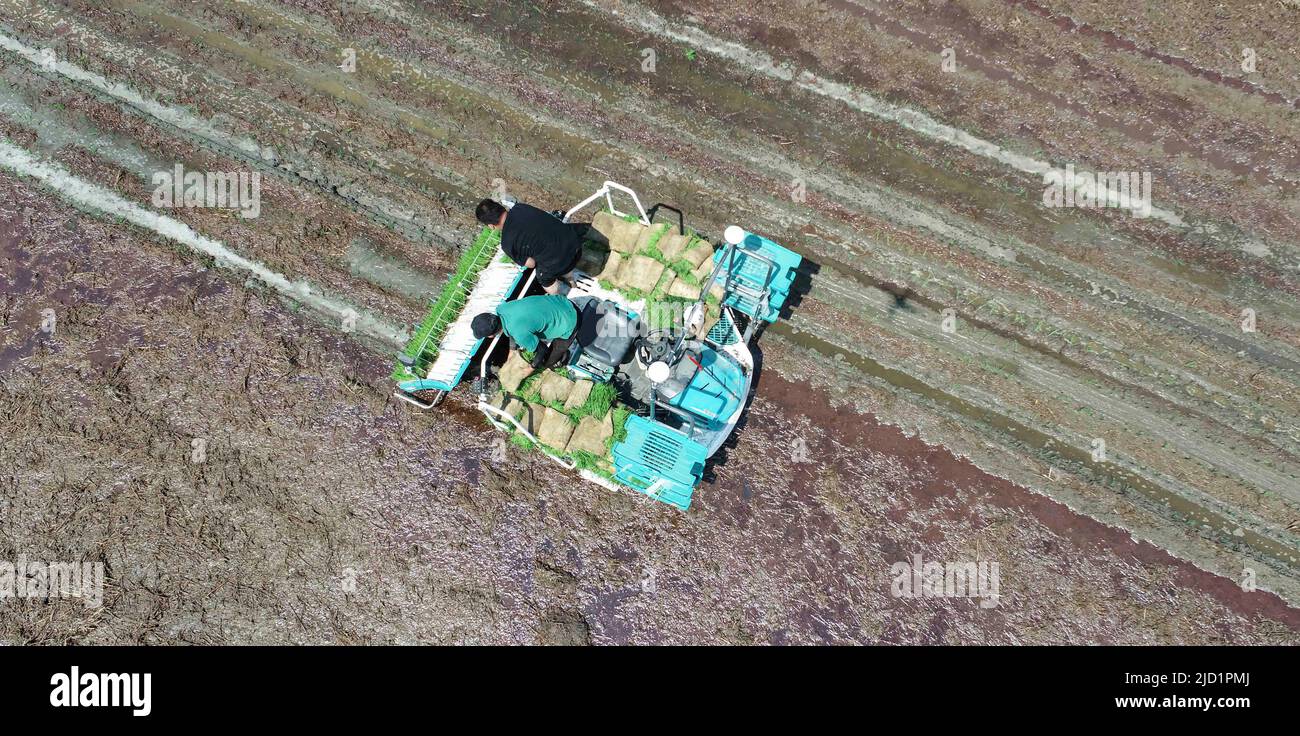 Transplanter plant rice hi-res stock photography and images - Alamy